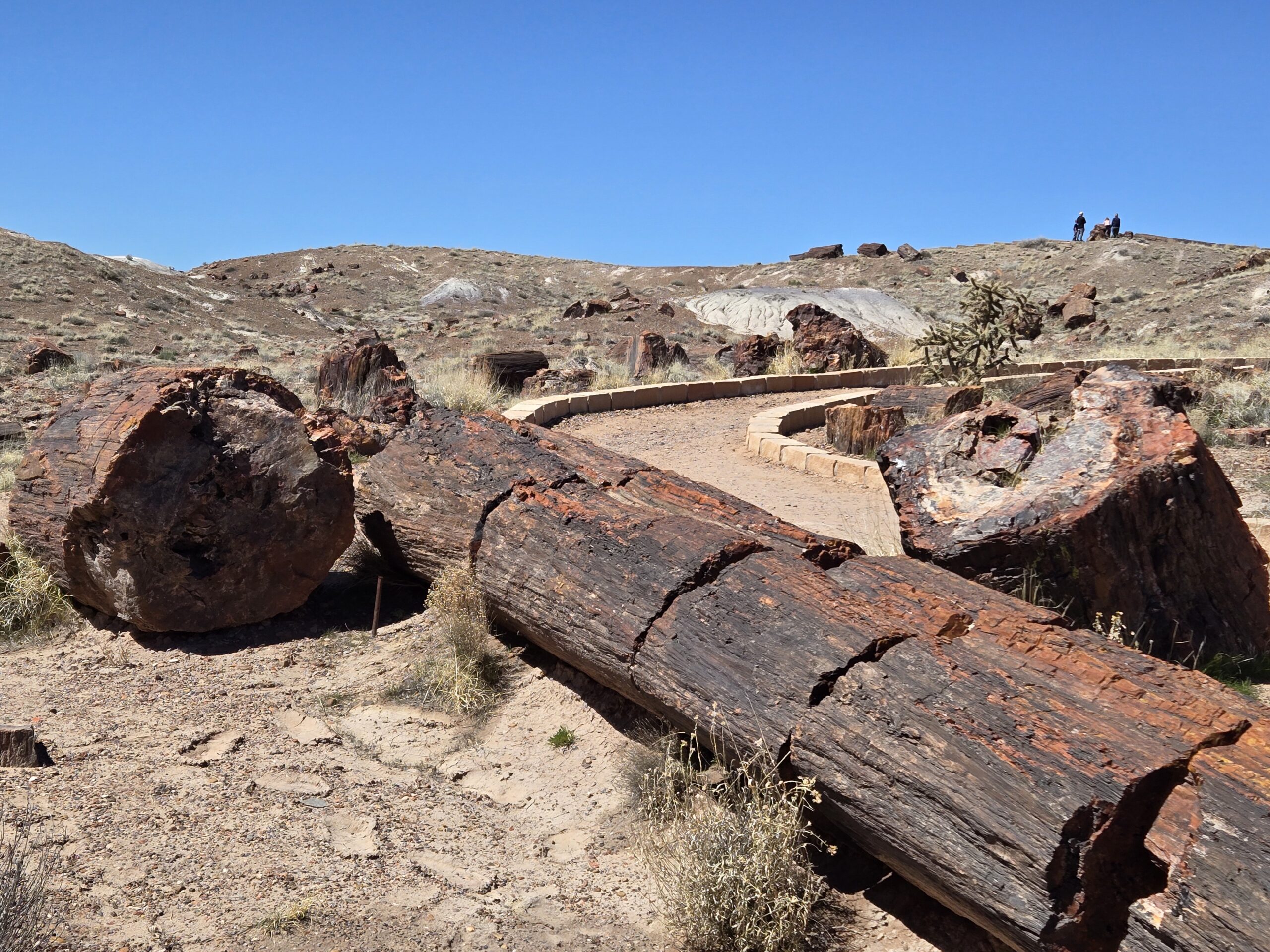 Exploring Petrified Forest was Amazing! - Nomadic-Serenity